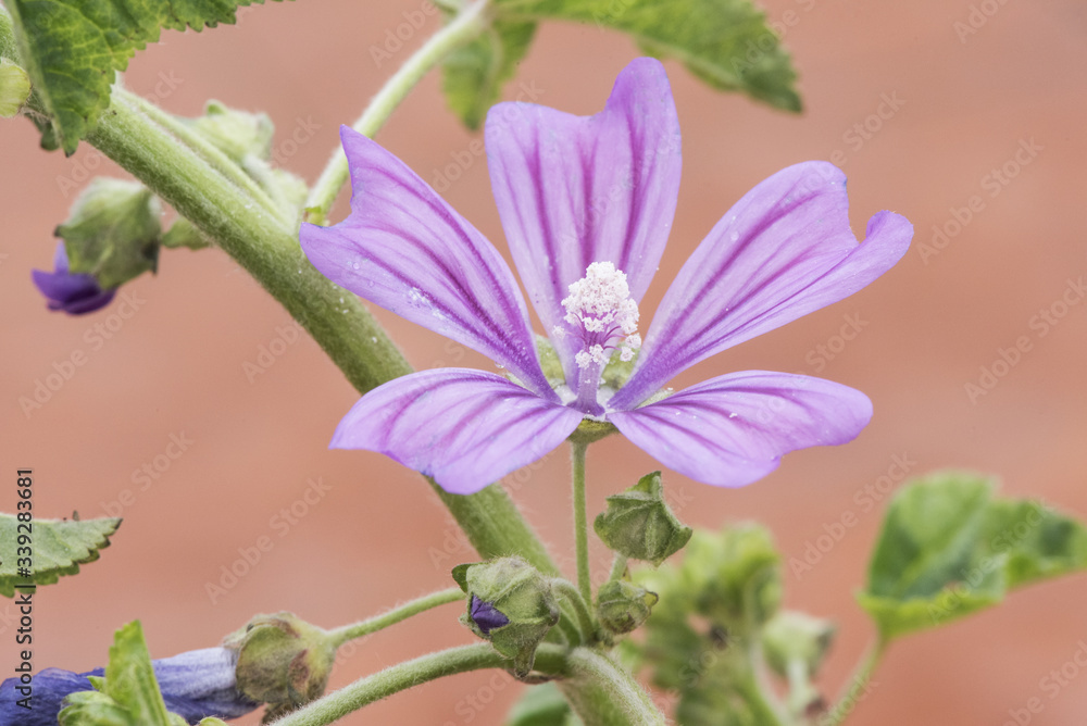 Malva sylvestris common mallow plant considered a weed that grows ...