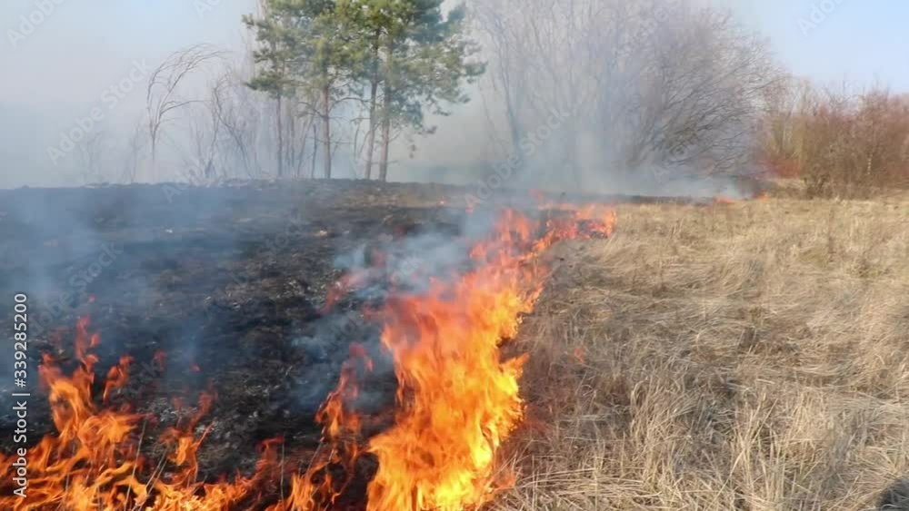 A burning field against a clear blue sky. Burning old dry last year's ...