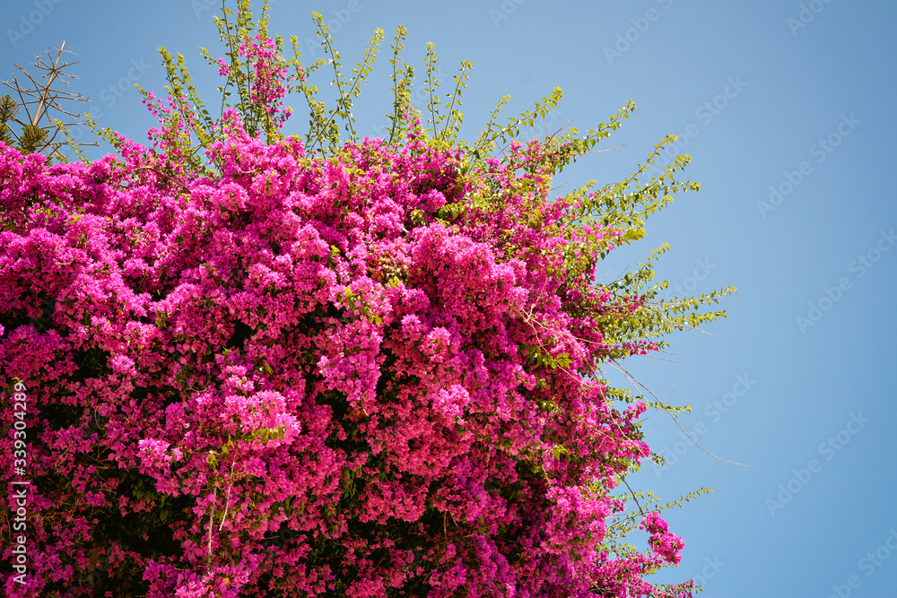 plant of bouganville featuring beautiful purple flowers, Italy ...