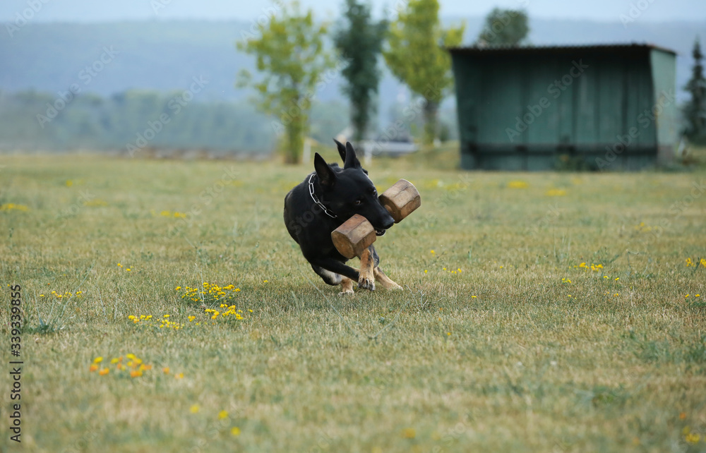 German shepherd with shiny black coat running on meadow with aport in ...