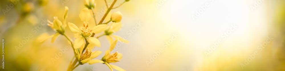 Nature of flower in garden using as cover page background natural flora ...