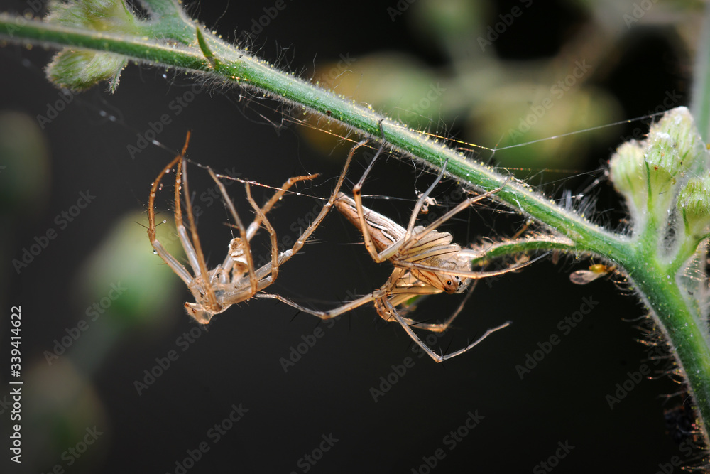 Lynx Spider molting in nature background. Stock Photo | Adobe Stock