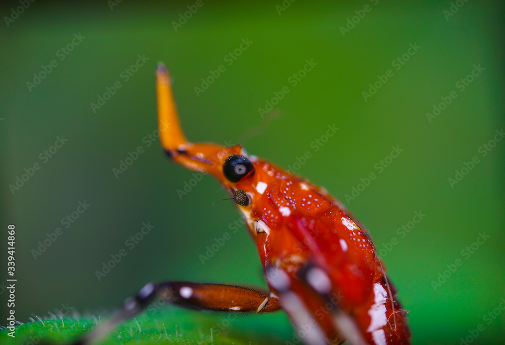 Macro photos of spiders ,hammerhead,wasp,moth,butterflies,grass hopper ...