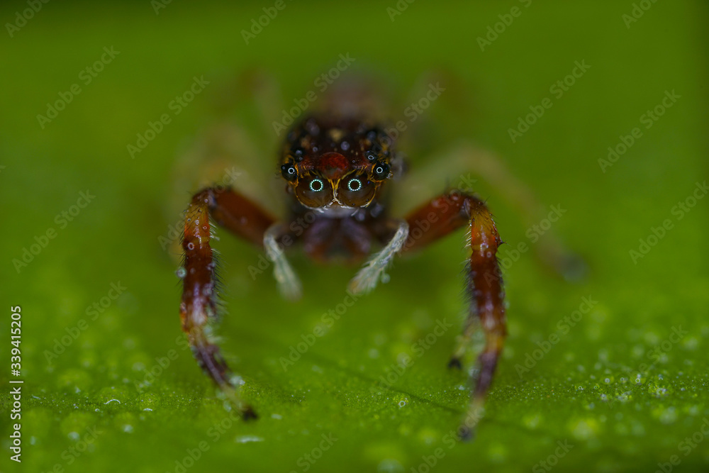 Macro photos of spiders ,hammerhead,wasp,moth,butterflies,grass hopper ...