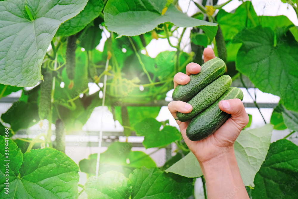 Foto de Farmer hand holding three fresh harvested cucumber on cucumber ...