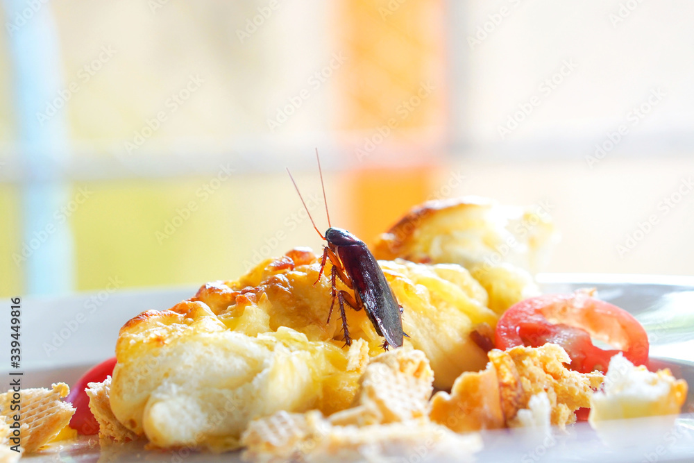 Cockroach are eating food on a plate in the kitchen. It's makes them ...