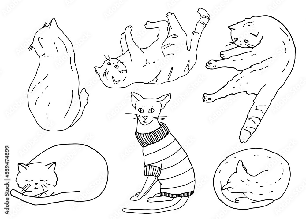 Outline cats in different poses set. Kitten in sweater, sitting ...