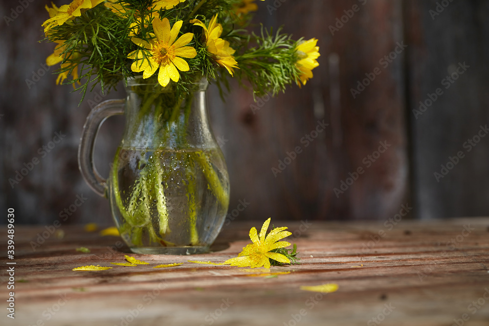 Spring still life. A bouquet of yellow Adonis flowers in a glass jar ...