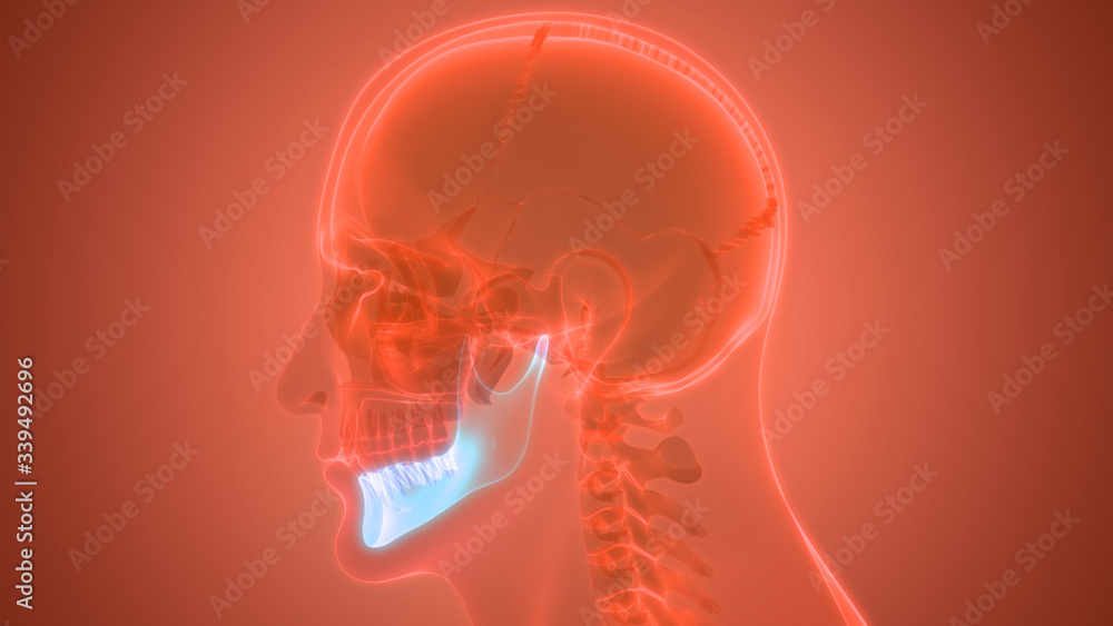 Human Skeleton System Skull Bone Joints Mandible Bone Anatomy Stock ...