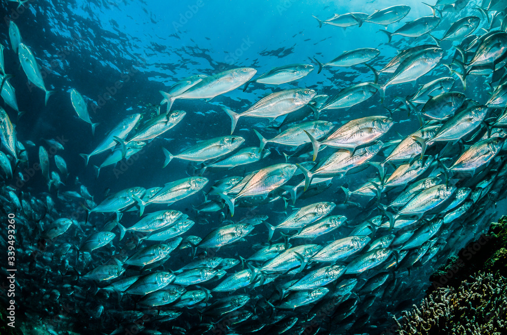 Schools of pelagic fish swimming together in clear blue ocean Stock ...