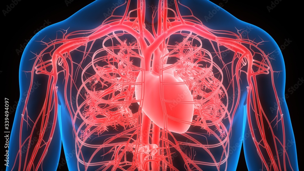 Human Circulatory System Heart Anatomy Stock Illustration | Adobe Stock