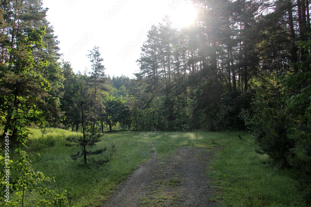 Beautiful summer forest landscape in the morning sun rays. Sunrise in ...