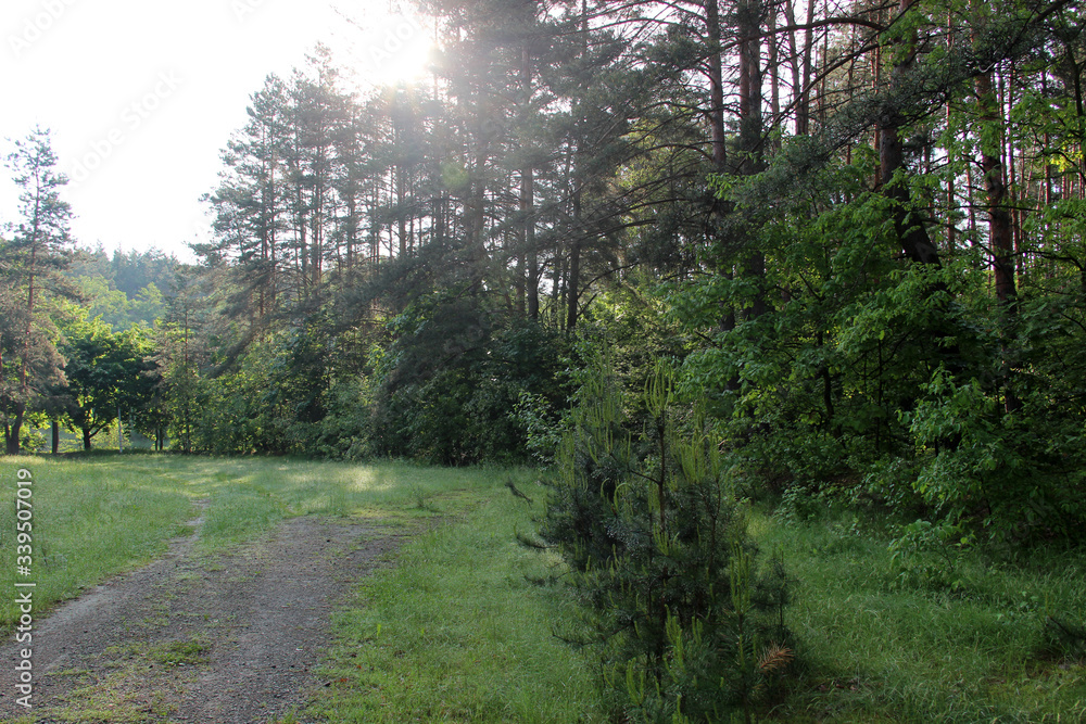 Beautiful summer forest landscape in the morning sun rays. Sunrise in ...