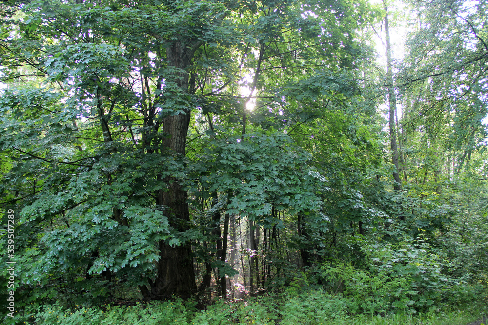Beautiful summer forest landscape in the morning sun rays. Sunrise in ...