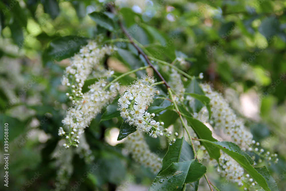 Beautiful forest landscape: spring flowering of trees close-up. Sunrise ...