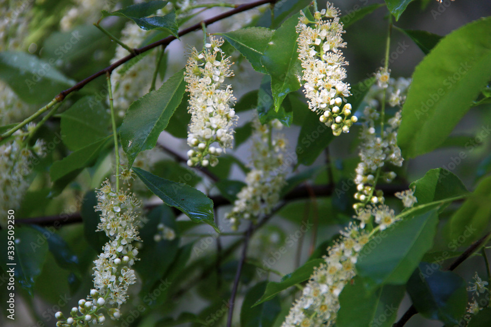 Beautiful forest landscape: spring flowering of trees close-up. Sunrise ...