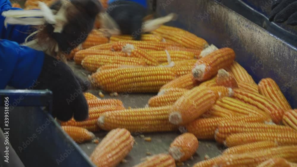 Close up shot of factory workers sorting out husks while many corn cobs ...