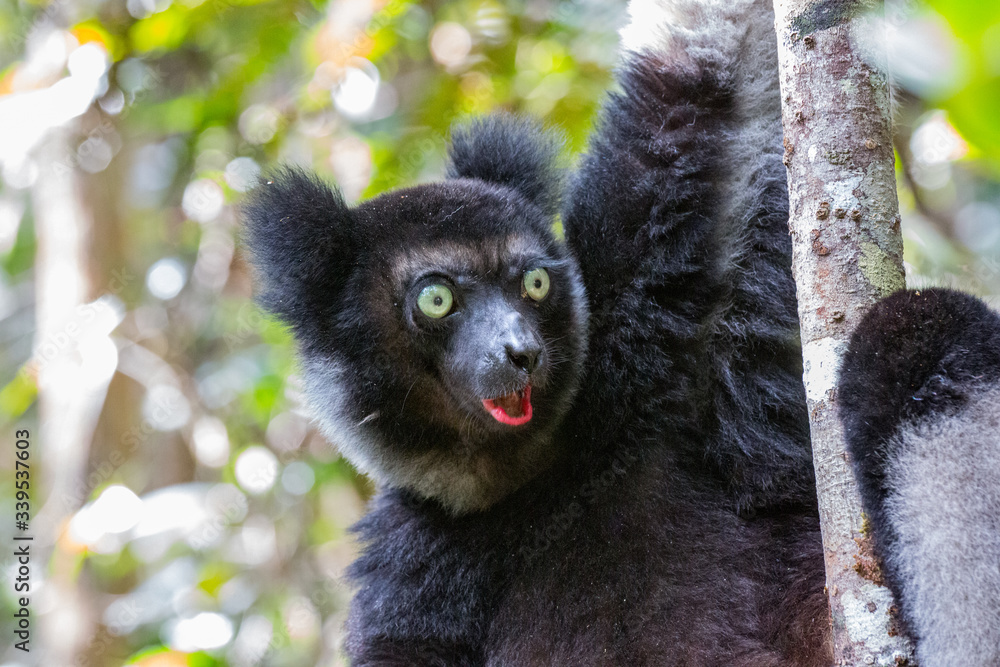 Photo & Art Print Indri lemur eating leafs in rainforest of Madagascar ...