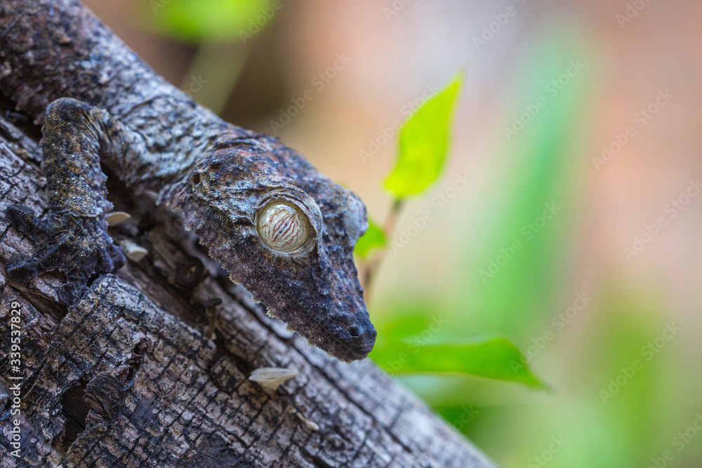 Giant Leaf-tail Gecko - Uroplatus fimbriatus, Madagascar rain forest ...