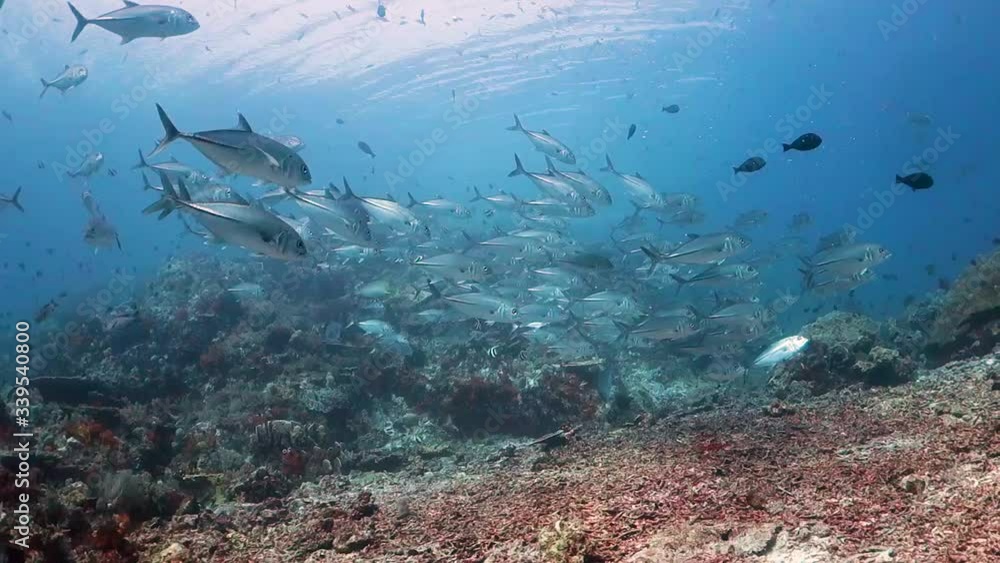Schooling pelagic fish and tropical reef fish swimming around the ...