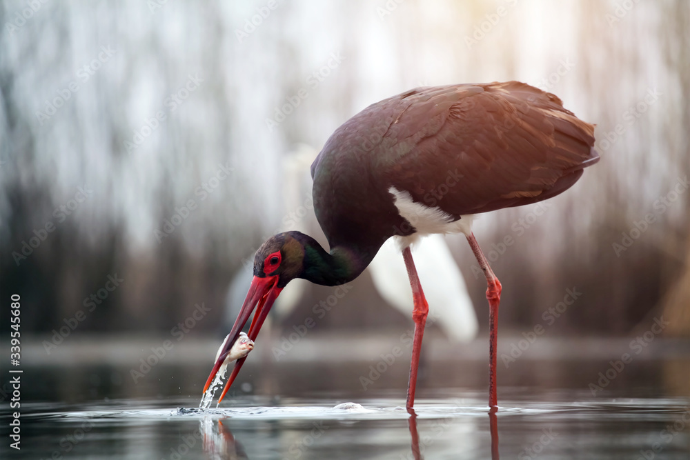 Stork eating fish Stock Photo | Adobe Stock