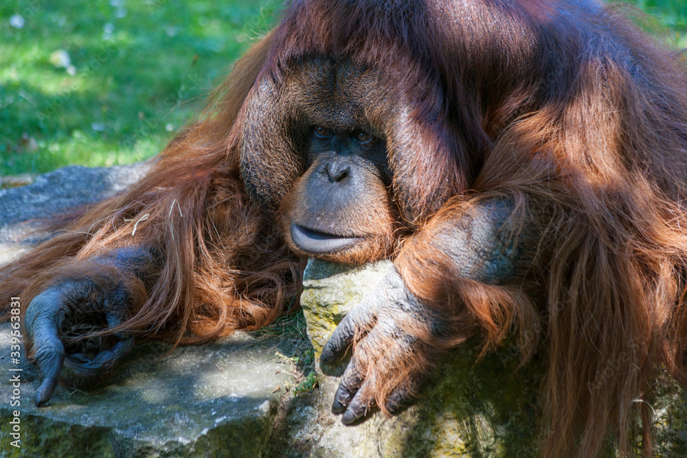 Urang Utan Stock Photo | Adobe Stock