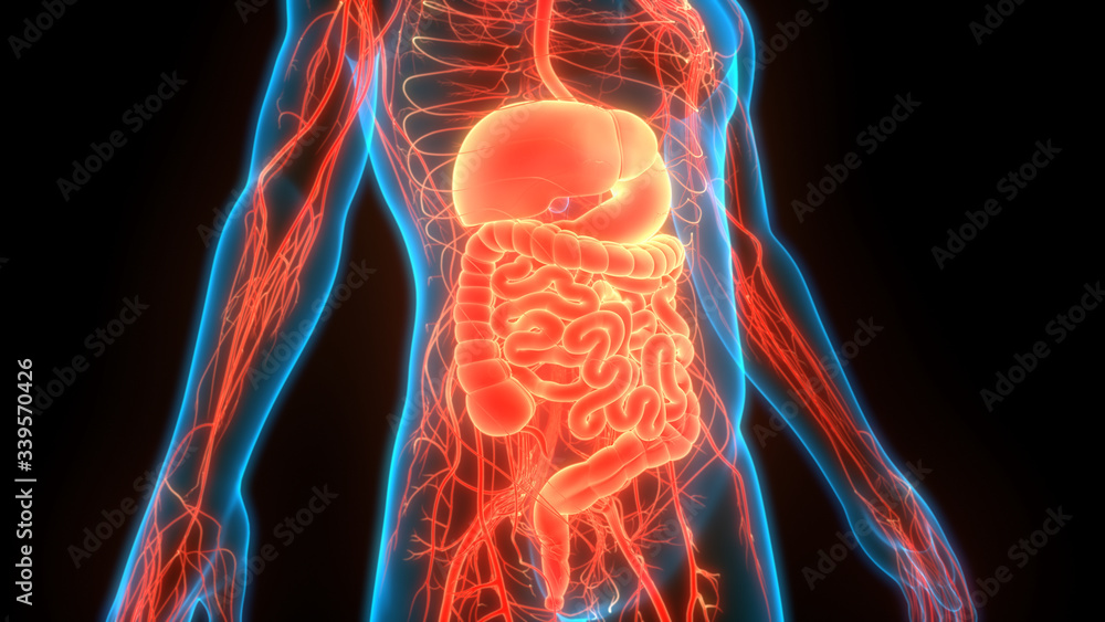 Human Digestive System Anatomy Stock Illustration | Adobe Stock