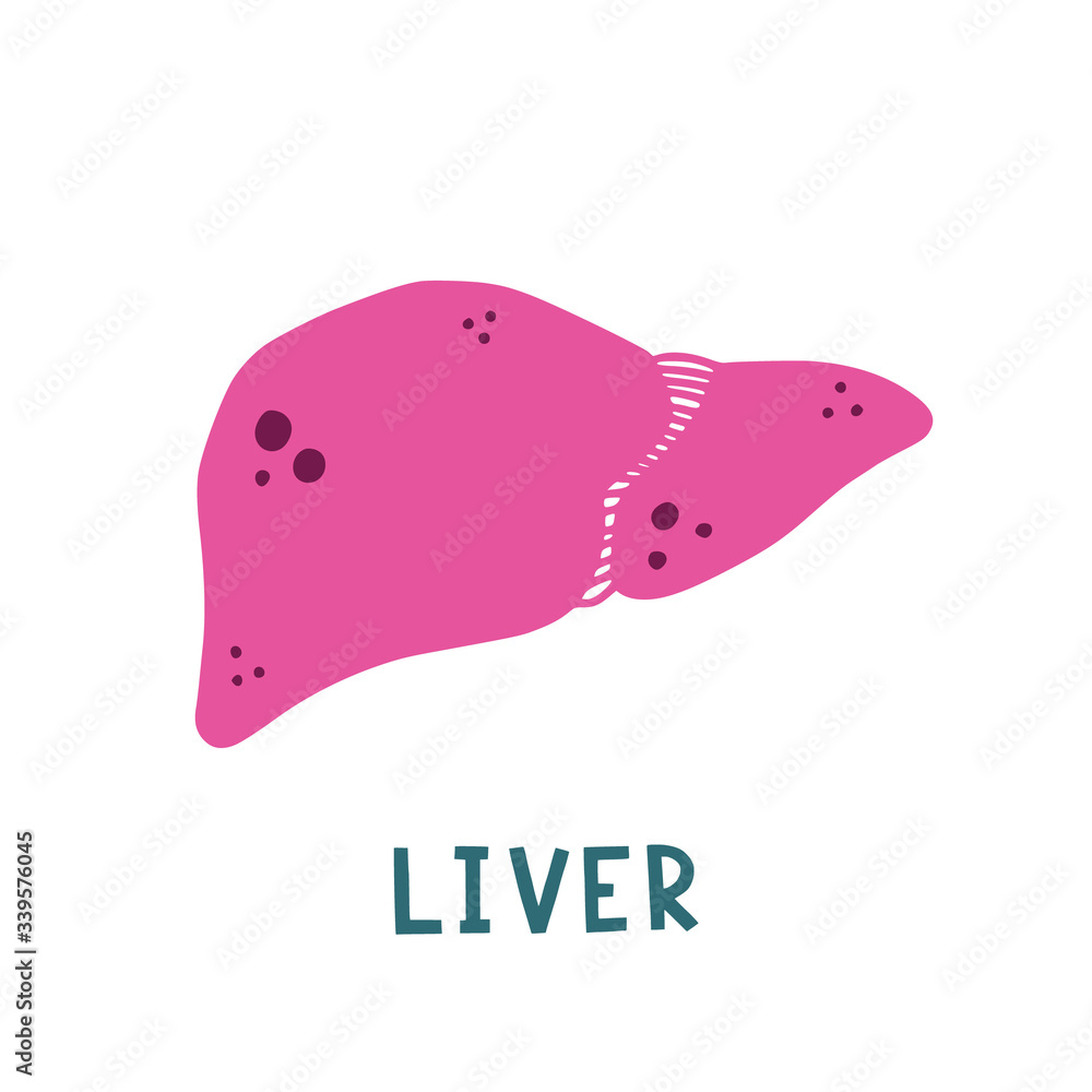 Vector isolated illustration of liver with hand lettering. Medical ...