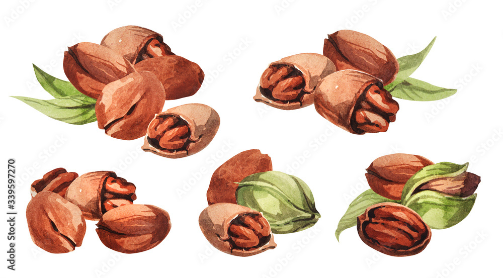 Pecan. Hand drawing-watercolor set. It can be used for postcards ...