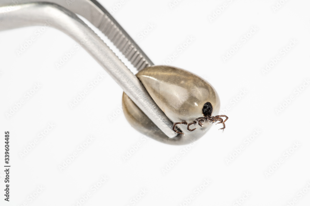 Deer ticks, Ixodes scapularis on laboratory white table backgroud ...