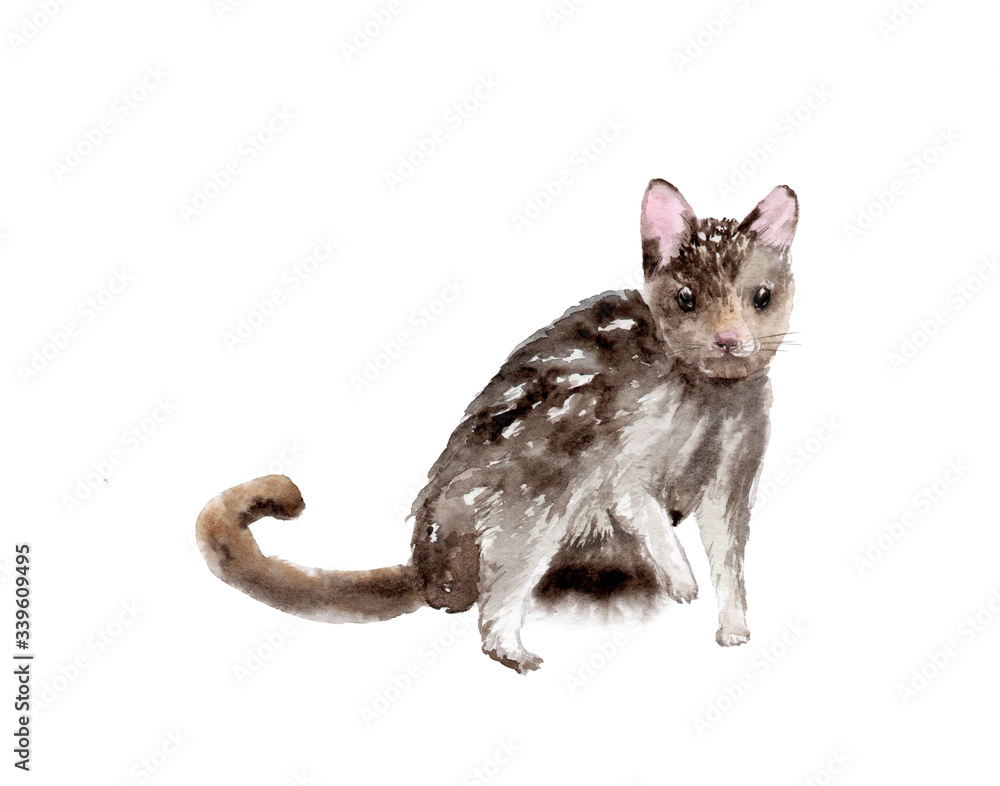 Watercolor drawing of an animal - quoll, animal of Australia Stock ...