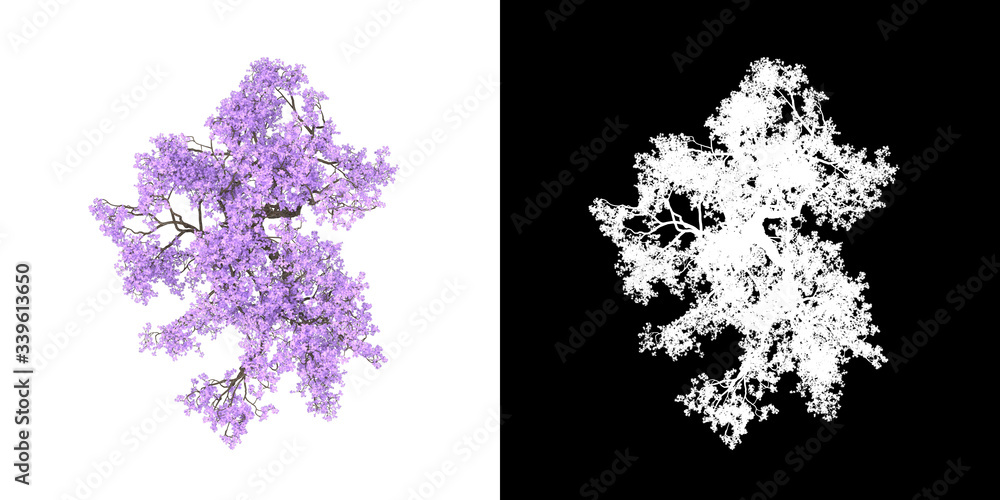 Top view of tree (Jacaranda Mimosifolia) png with alpha channel to ...