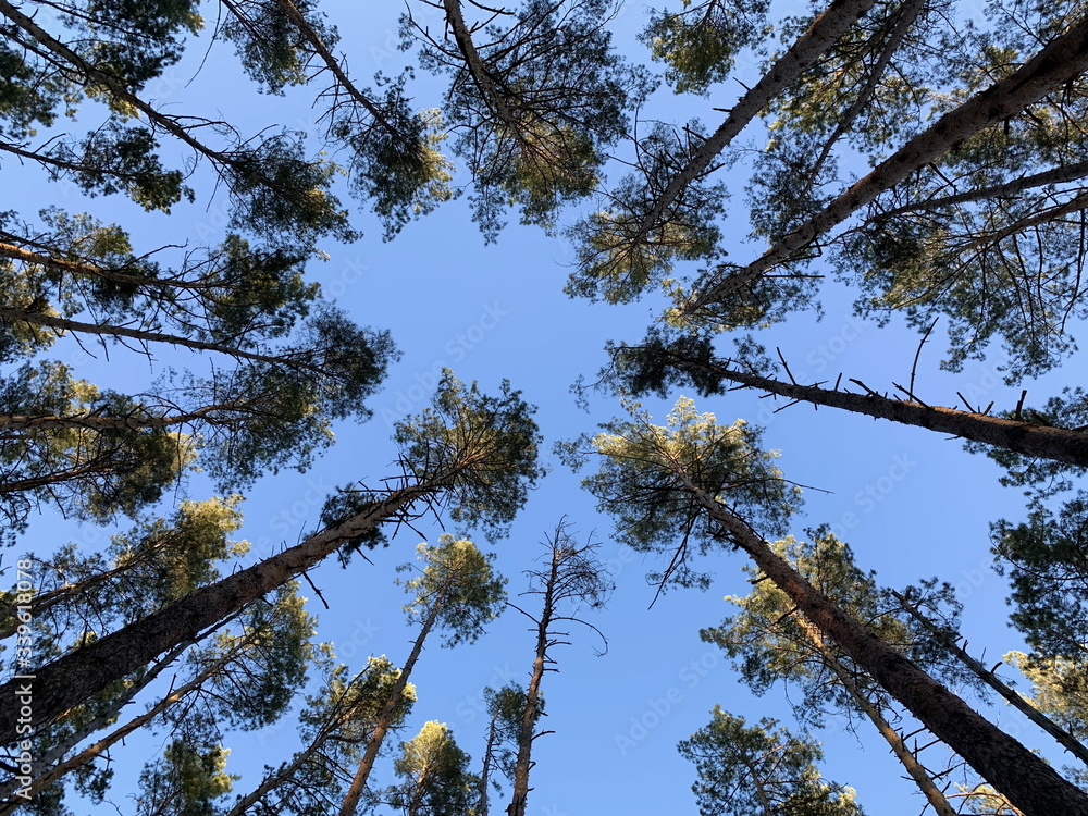 Trees against the blue sky, view from below. Tall pine trees in a green ...