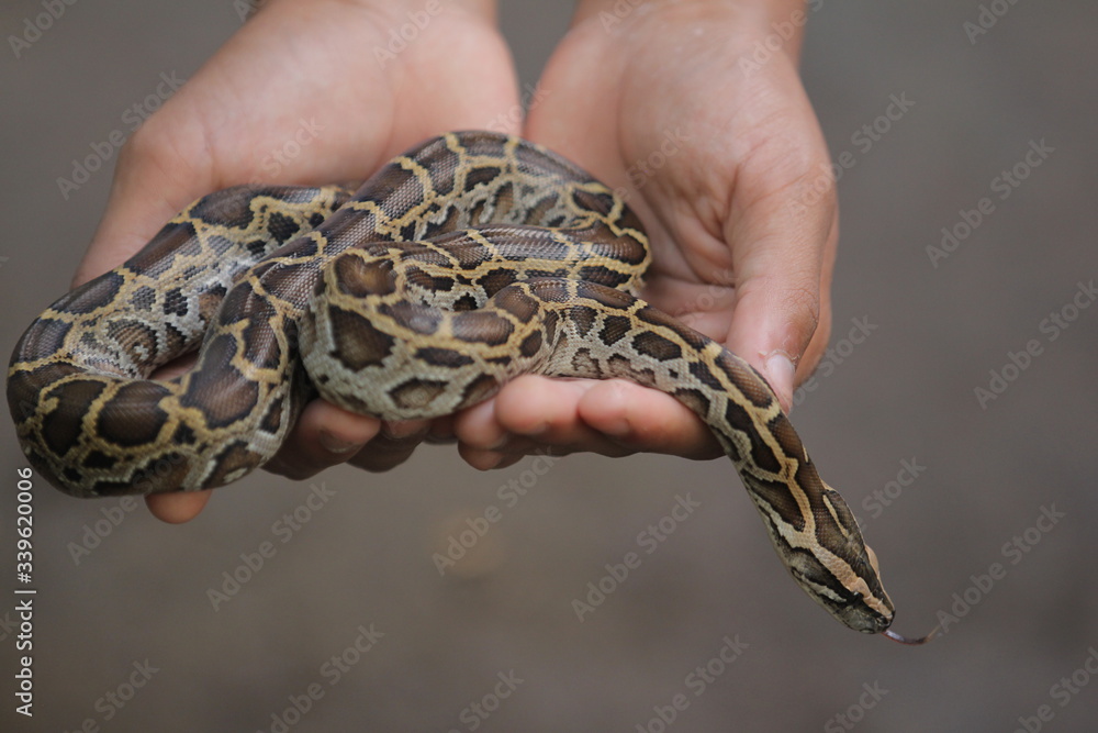 Python molurus is a large, nonvenomous python species native to ...