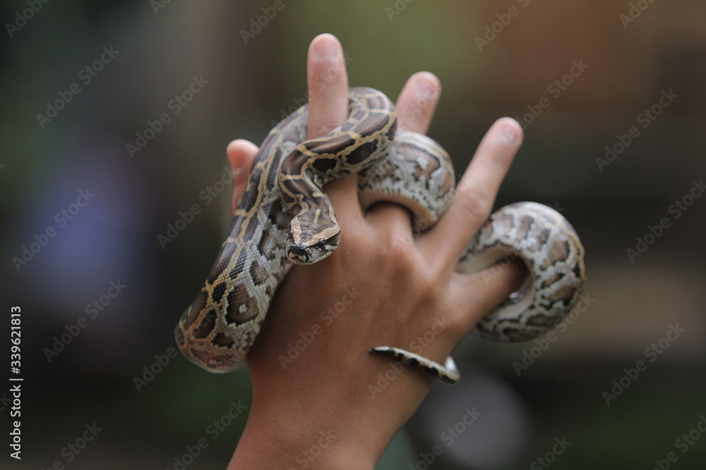 Python molurus is a large, nonvenomous python species native to ...