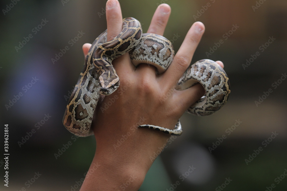 Photo & Art Print Python molurus is a large, nonvenomous python species ...