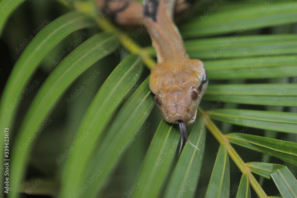 Boiga cynodon, commonly known as the dog-toothed cat snake, is a ...