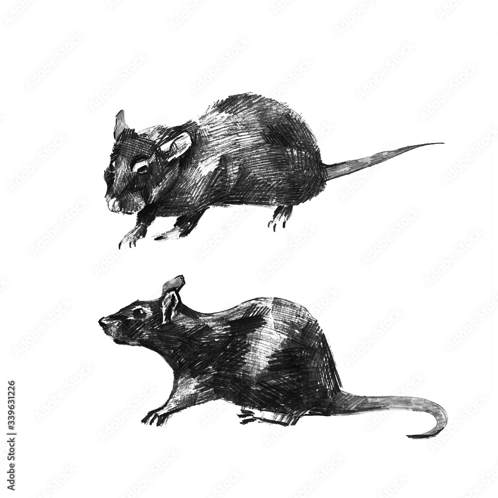 Hand-drawn rats and mice. Pencil sketch on a white background Stock ...