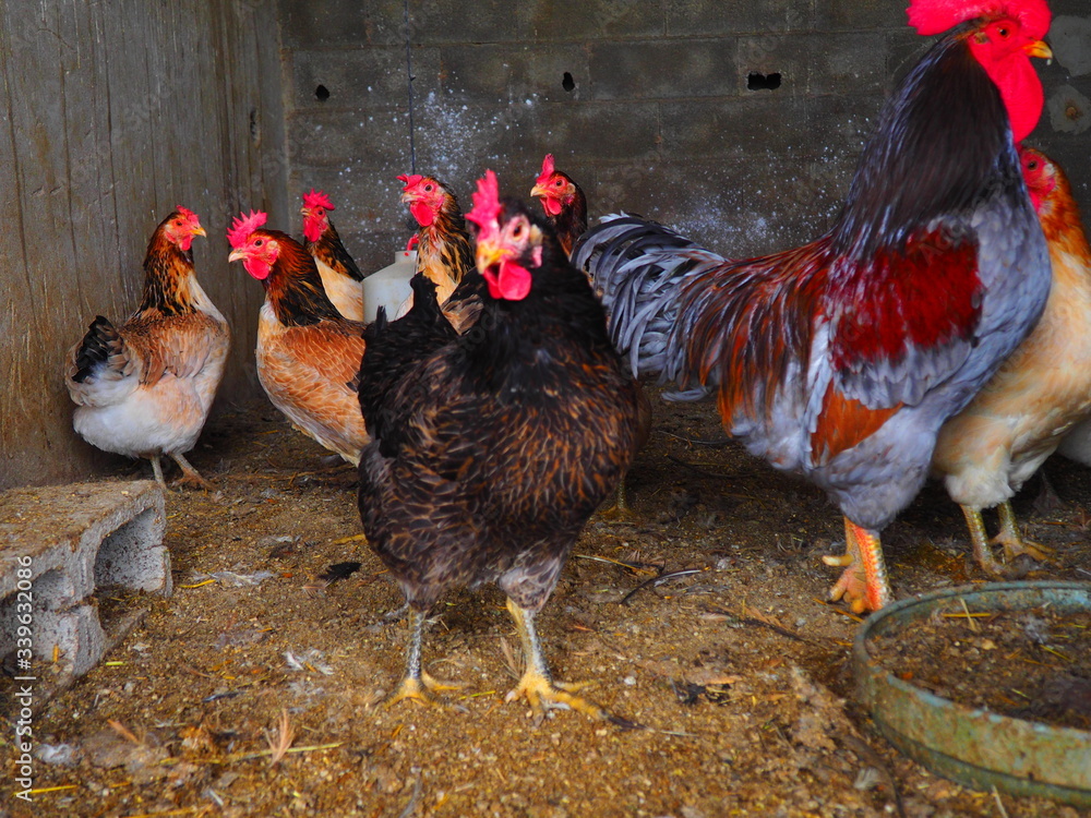 Foto de Gallinas y gallos de distintas razas en una granja do Stock ...