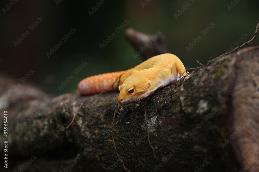 The common leopard gecko is a cathemeral, ground-dwelling lizard native ...