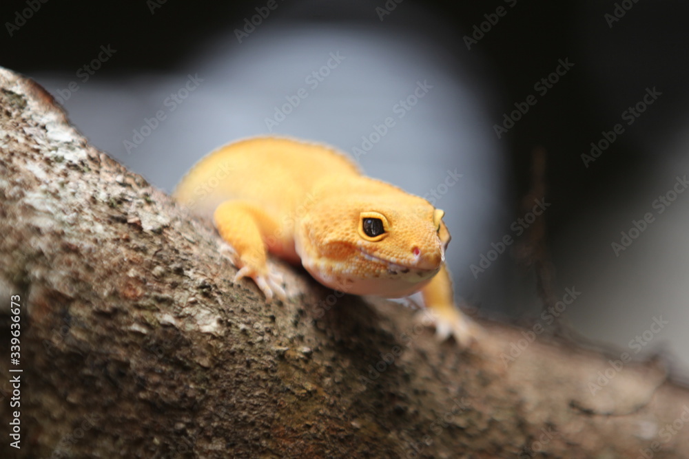 The common leopard gecko is a cathemeral, ground-dwelling lizard native ...