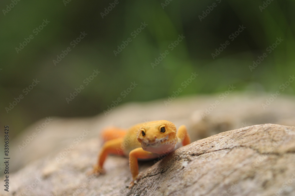The common leopard gecko is a cathemeral, ground-dwelling lizard native ...