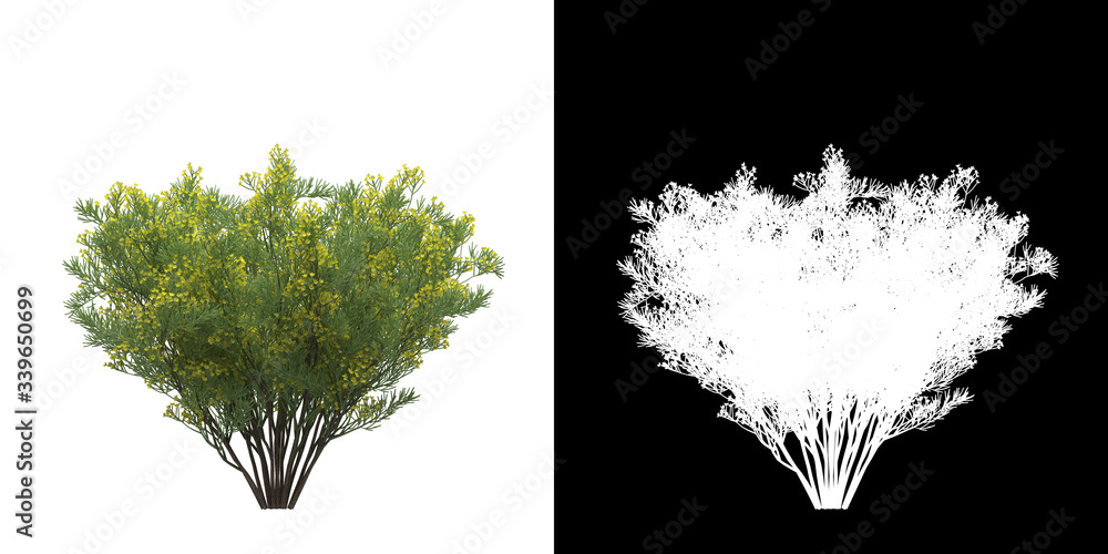 Front view of tree (Senna Artemisioides) png with alpha channel to ...