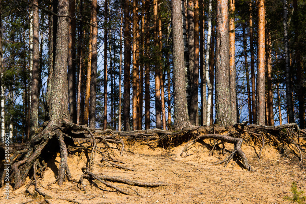 Pine forest background. Pine tree roots, close up. Nature concept. Pine ...
