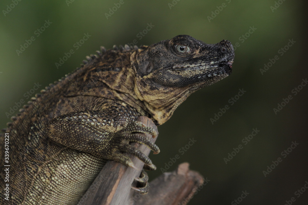 Soa-soa layar / Hydrosaurus amboinensis is the largest semi-aquatic ...