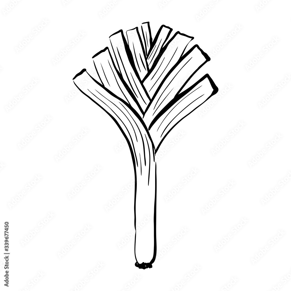 Hand drawn leek sketch. Onion isolated on white background. Linear art ...