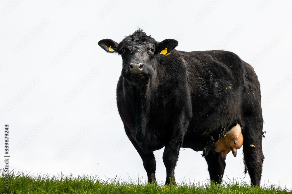 Black milking cow with full udder staring at camera with attitude Stock ...