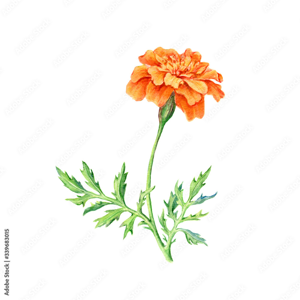 Marigold Botanical Illustration