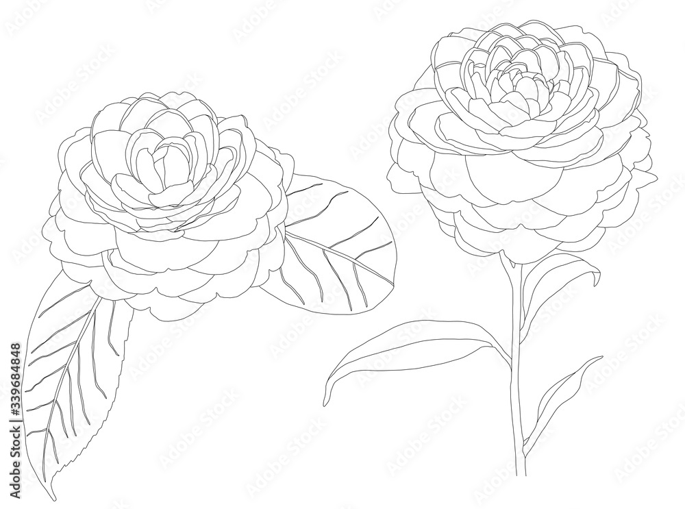 realistic line drawing of camellia flowers Stock Illustration | Adobe Stock