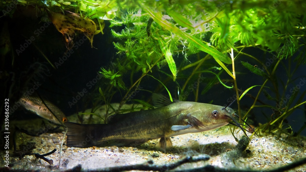 Fotka „dangerous cosmopolitan freshwater predator fish Channel catfish ...